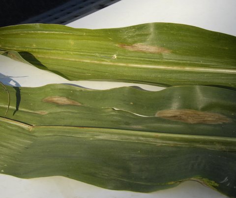 Corn Silks, Stink Bugs, and Foliar Diseases: a Bad Combination ...