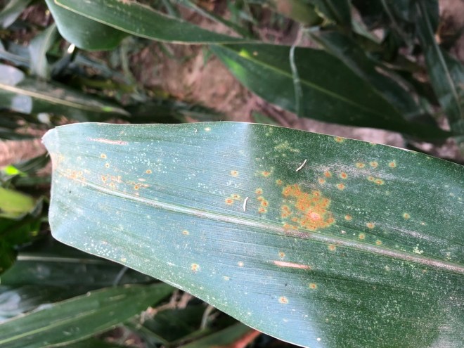 Southern Corn Rust Identified in Georgia Counties – Georgia Corn ...