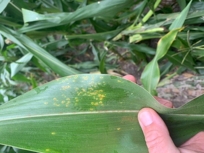 Southern Corn Rust Identified in Georgia Counties – Georgia Corn ...