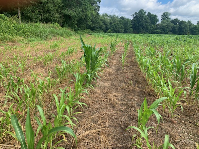 Are You Ready for the 2021 Corn Season? – Georgia Corn Growers Blog