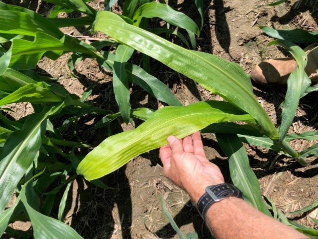It May be a Good Time to Stop and Assess our Corn Crop – Georgia Corn ...