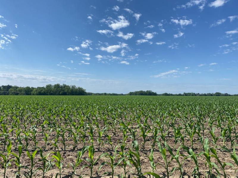 It May be a Good Time to Stop and Assess our Corn Crop – Georgia Corn ...