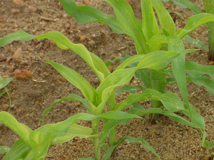 Now is a good time to walk and assess your fields – Georgia Corn ...