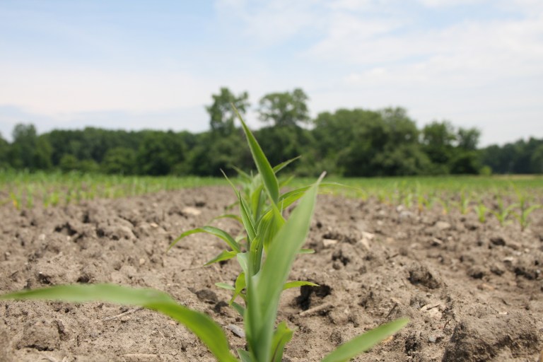 Corn Crop Progressing Slowly – Georgia Corn Growers Blog