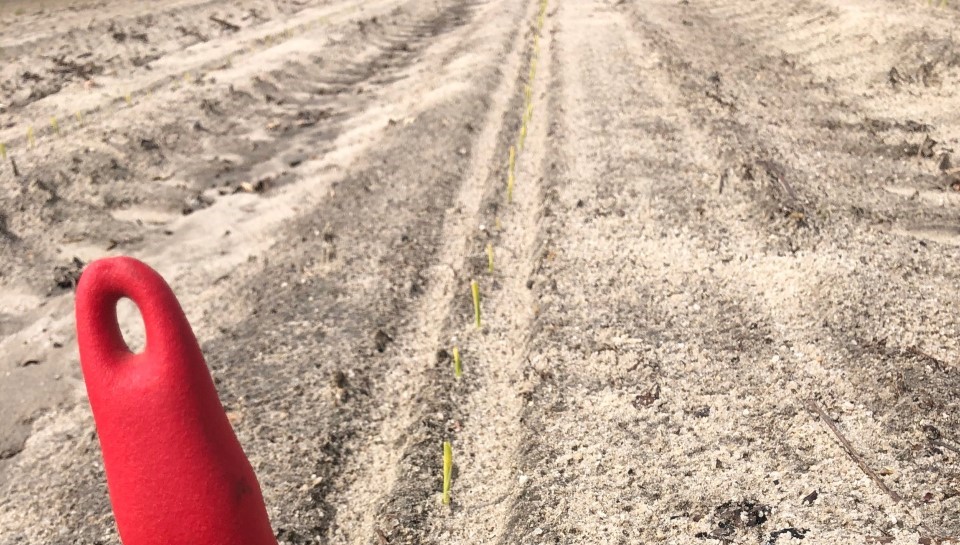 Revisiting the Flag Test in Corn at Emergence – Georgia Corn Growers Blog